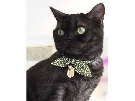 大人気!猫ちゃん用首輪「猫に小判」 | P2 DOG&CAT | ショップ 大人気!猫ちゃん用首輪「猫に小判」 | P2 DOG&CAT | ショップ